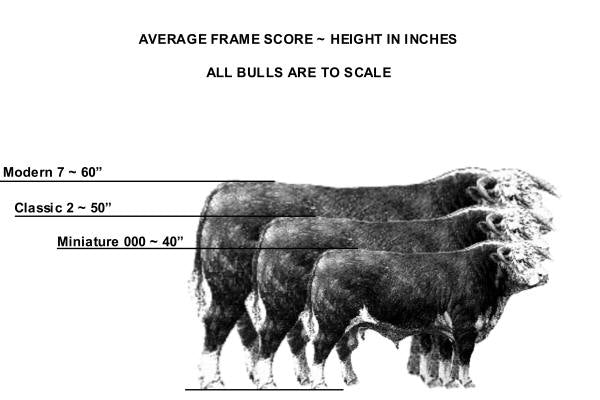 Conce Ranch | Farm Mini Herefords